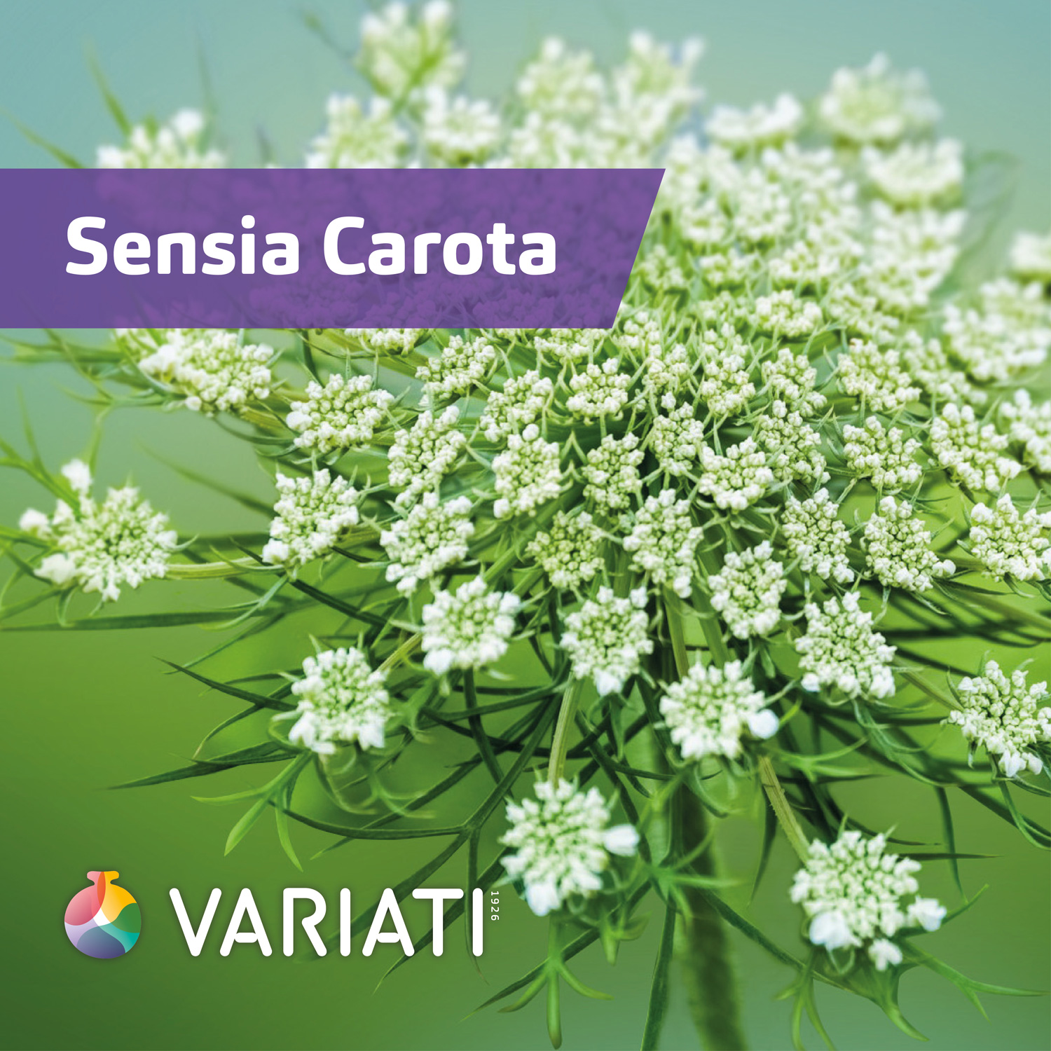 Variati | Naturally Treasured